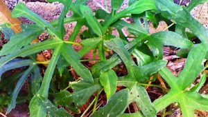 Manfaat Daun Gedi Untuk Kesehatan yang Jarang Orang Tahu